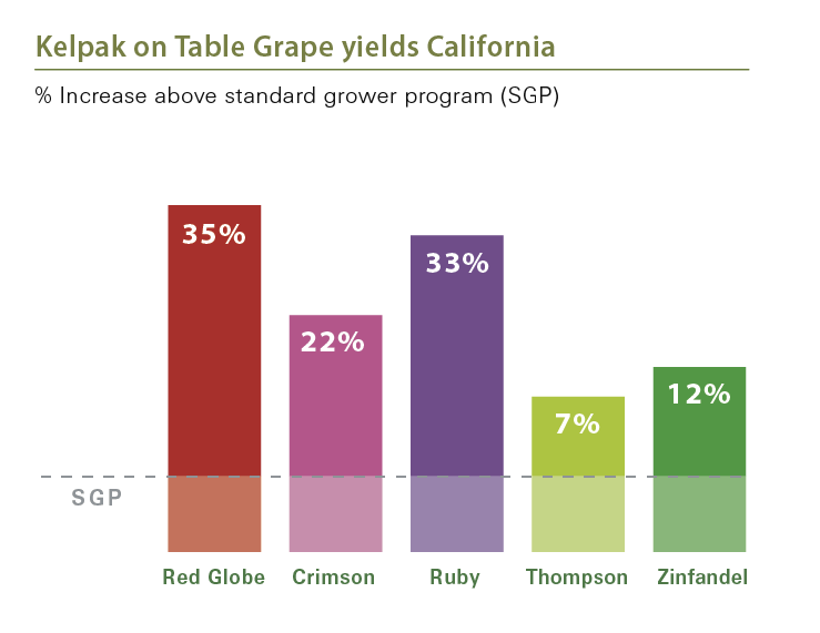 Kelpak on table grapes